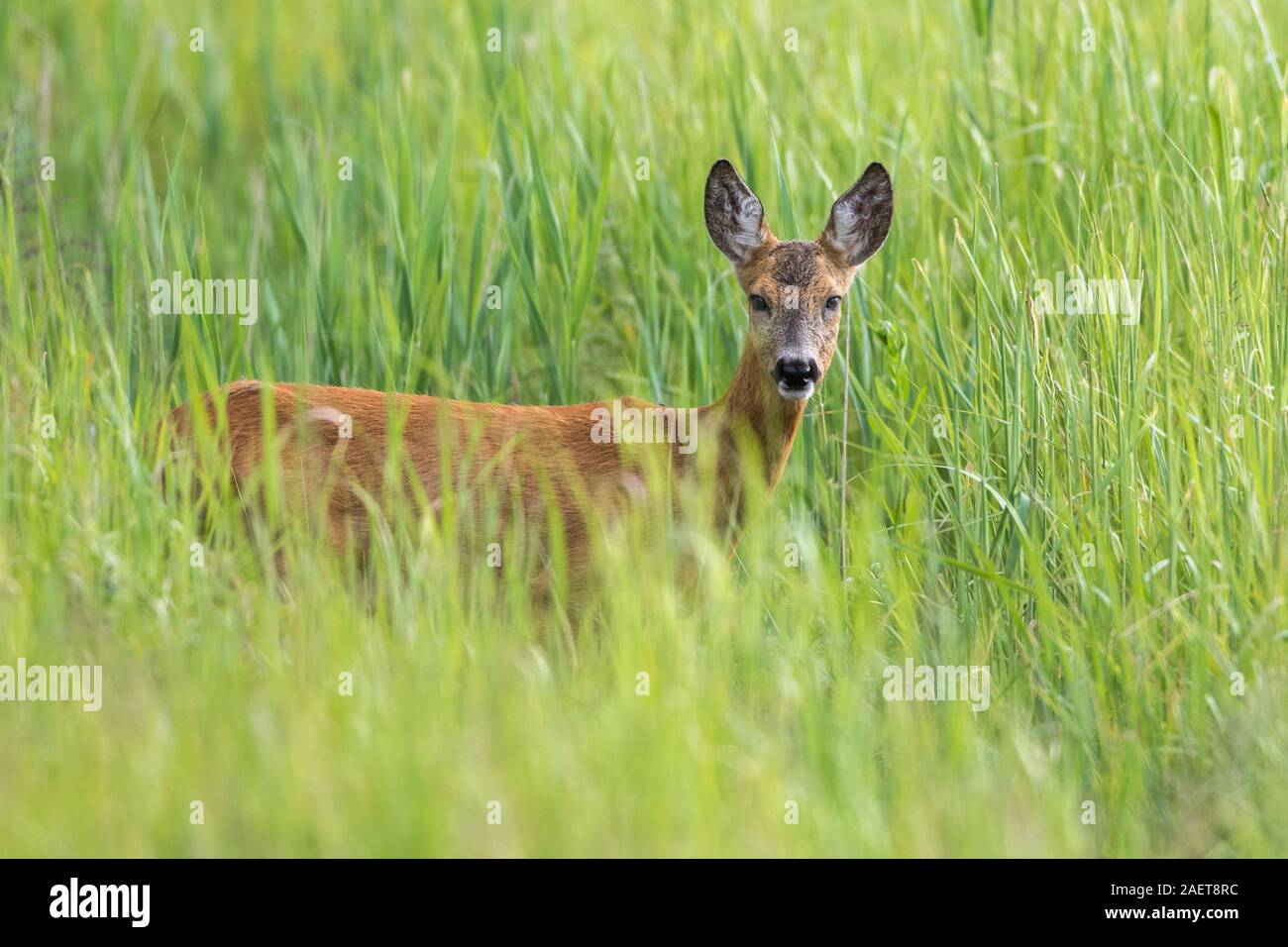 Rehgeis -Fotos und -Bildmaterial in hoher Auflösung – Alamy