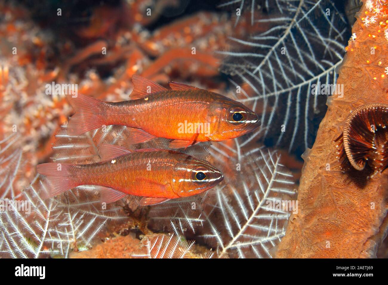 Osteorhinchus moluccensis -Fotos und -Bildmaterial in hoher Auflösung ...