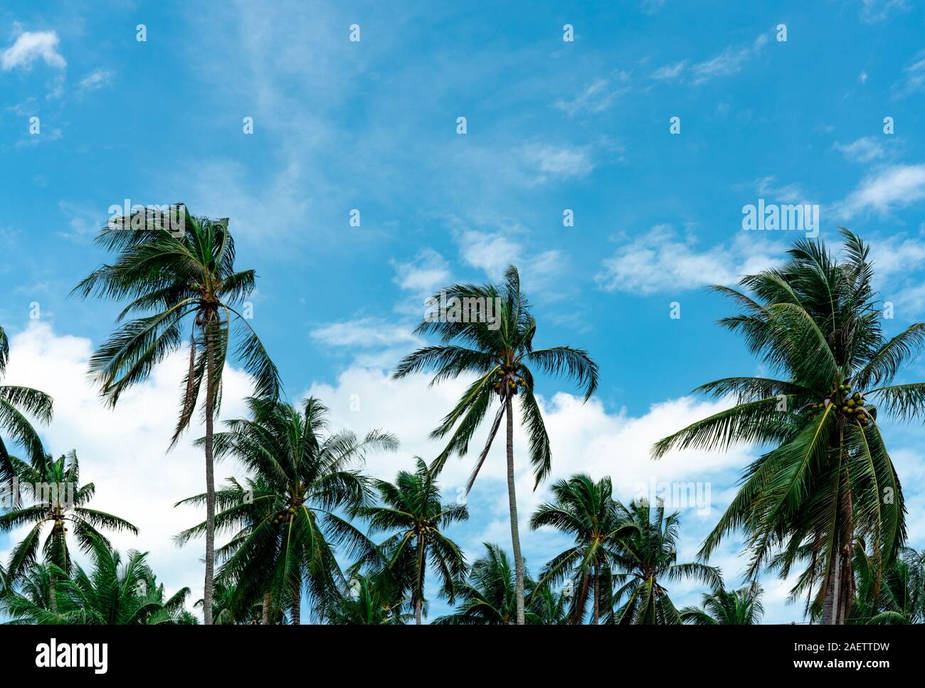 Palmöl plantage urwald -Fotos und -Bildmaterial in hoher Auflösung – Alamy