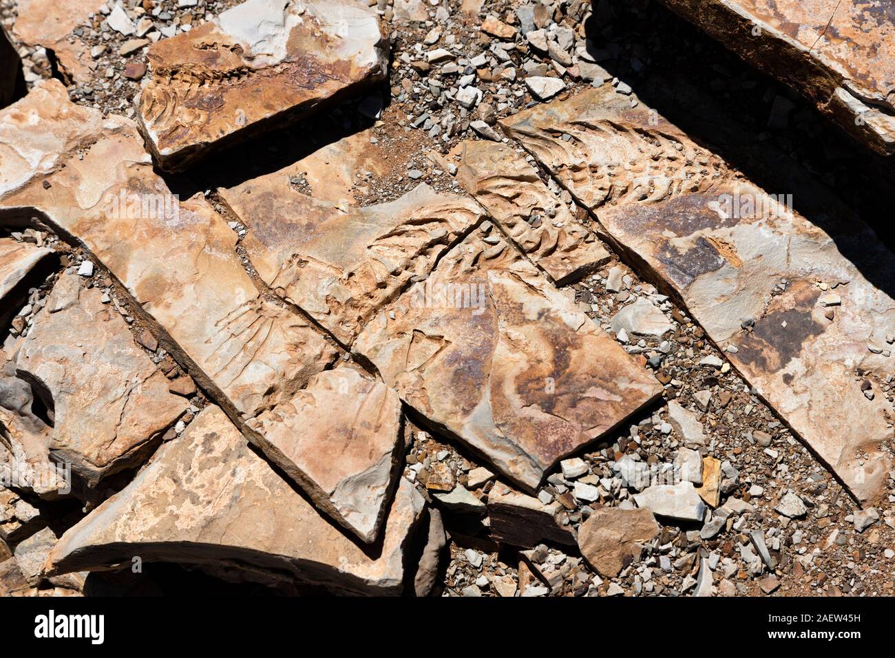 Fossile standorte -Fotos und -Bildmaterial in hoher Auflösung – Alamy