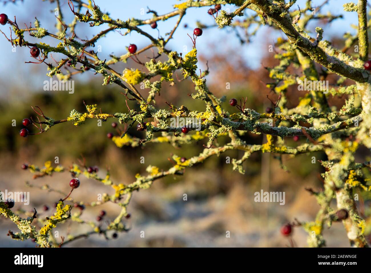 Zweige flechte -Fotos und -Bildmaterial in hoher Auflösung – Alamy