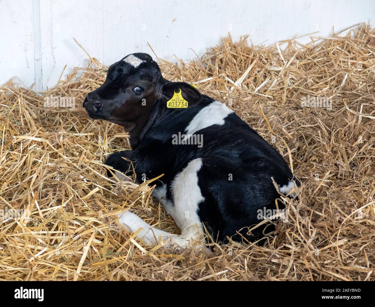 Tiere auf dem Bauernhof der Familie, die heute der Landwirtschaft ...