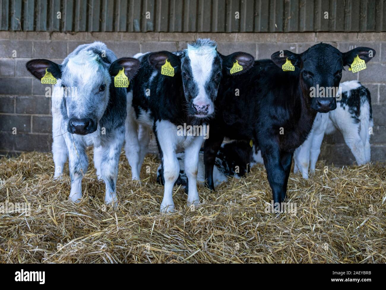 Tiere auf dem Bauernhof der Familie, die heute der Landwirtschaft ...