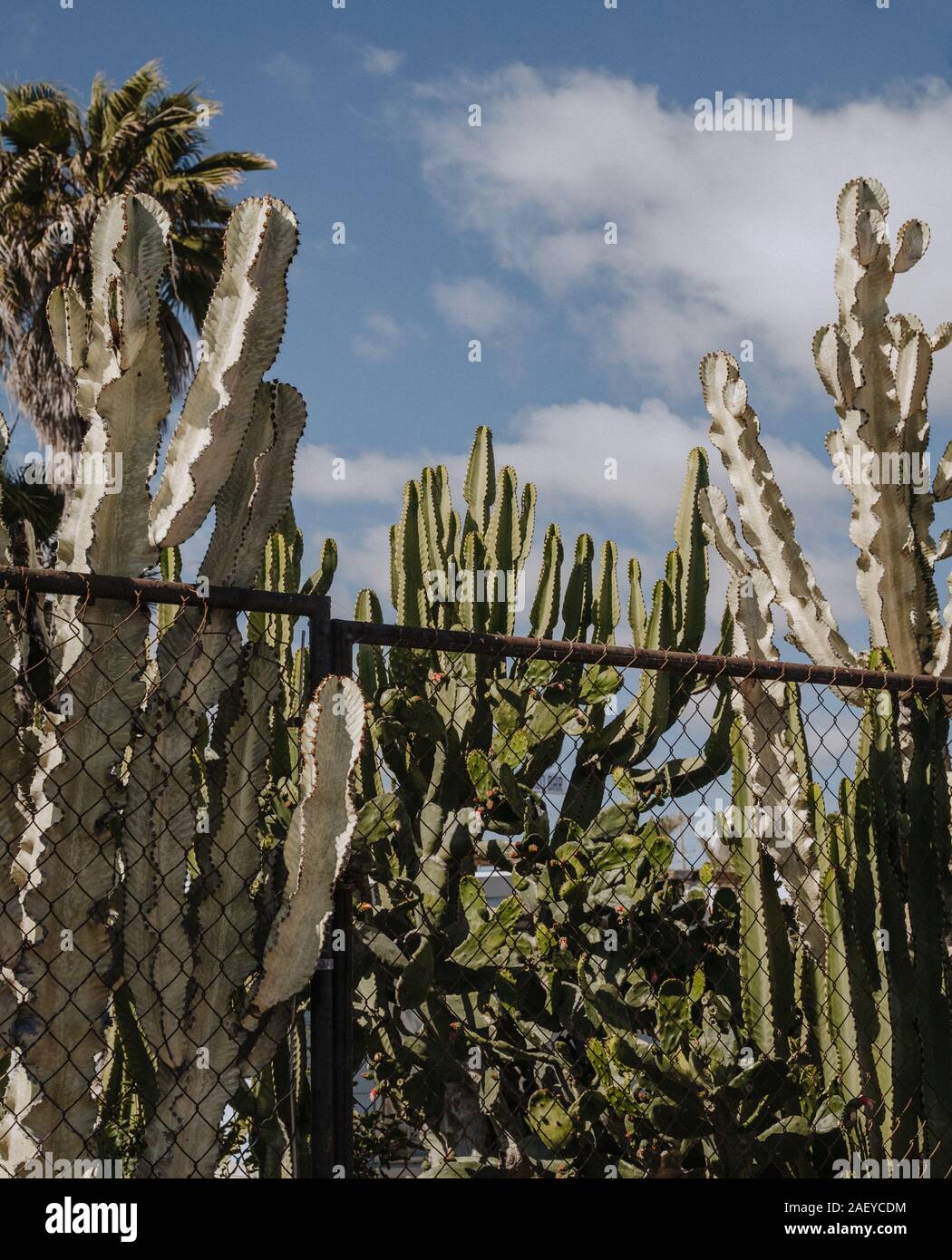 Flora y fauna mexicana -Fotos und -Bildmaterial in hoher Auflösung – Alamy