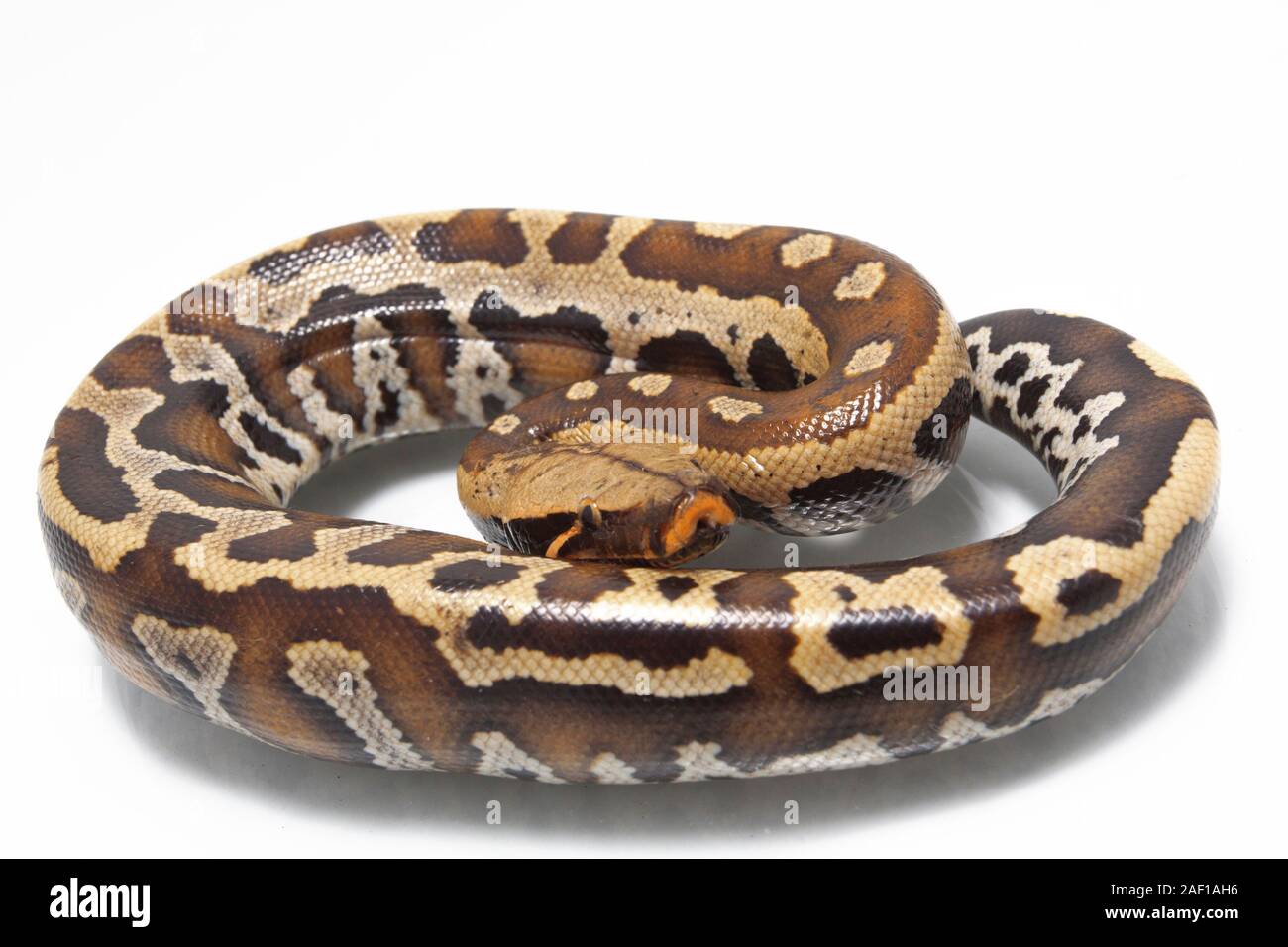 Sumatra roter Blutpython (Python curtis Curtis) allgemein als Rot short-tailed Python bekannt ...