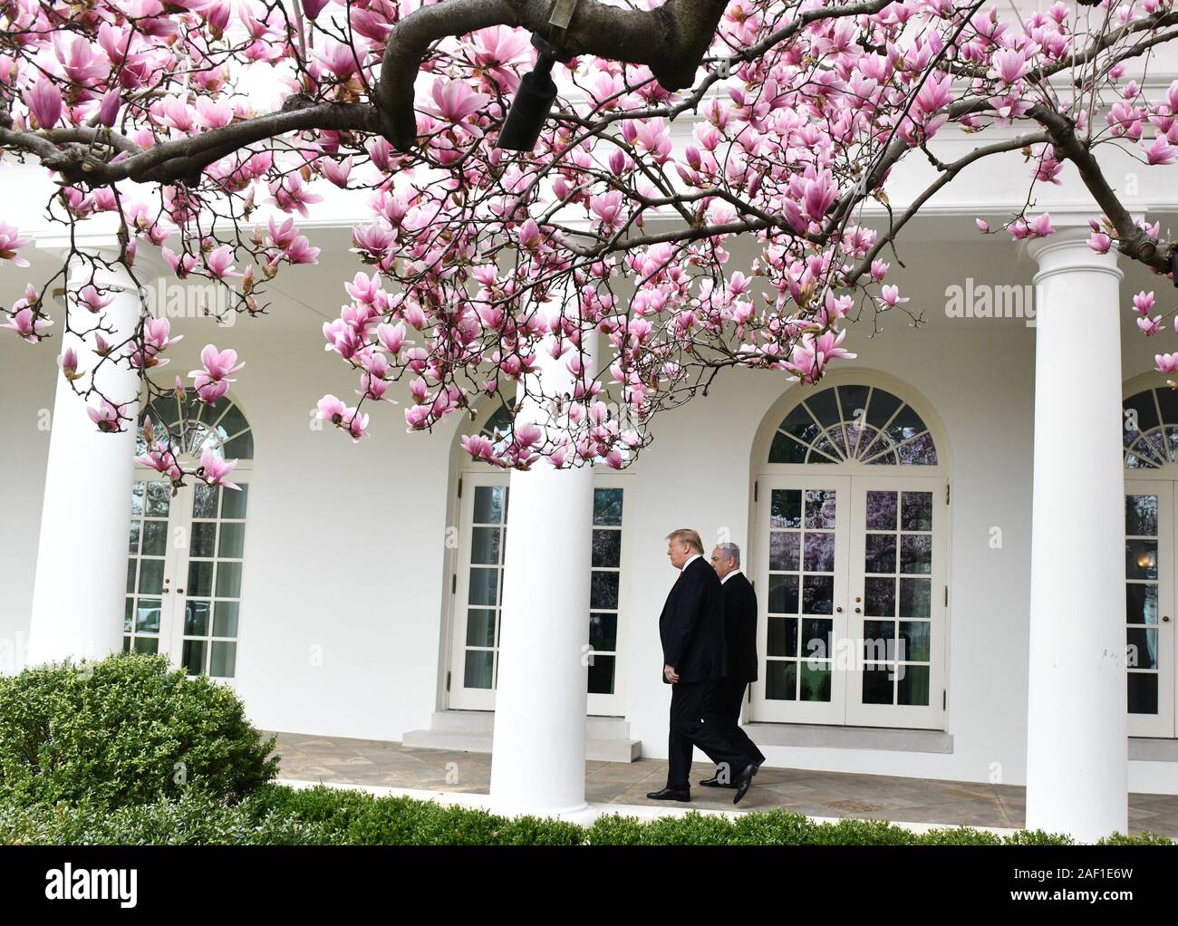 Washington, United States. 12 Dez, 2019. Magnolia Blüte Blüte als ...