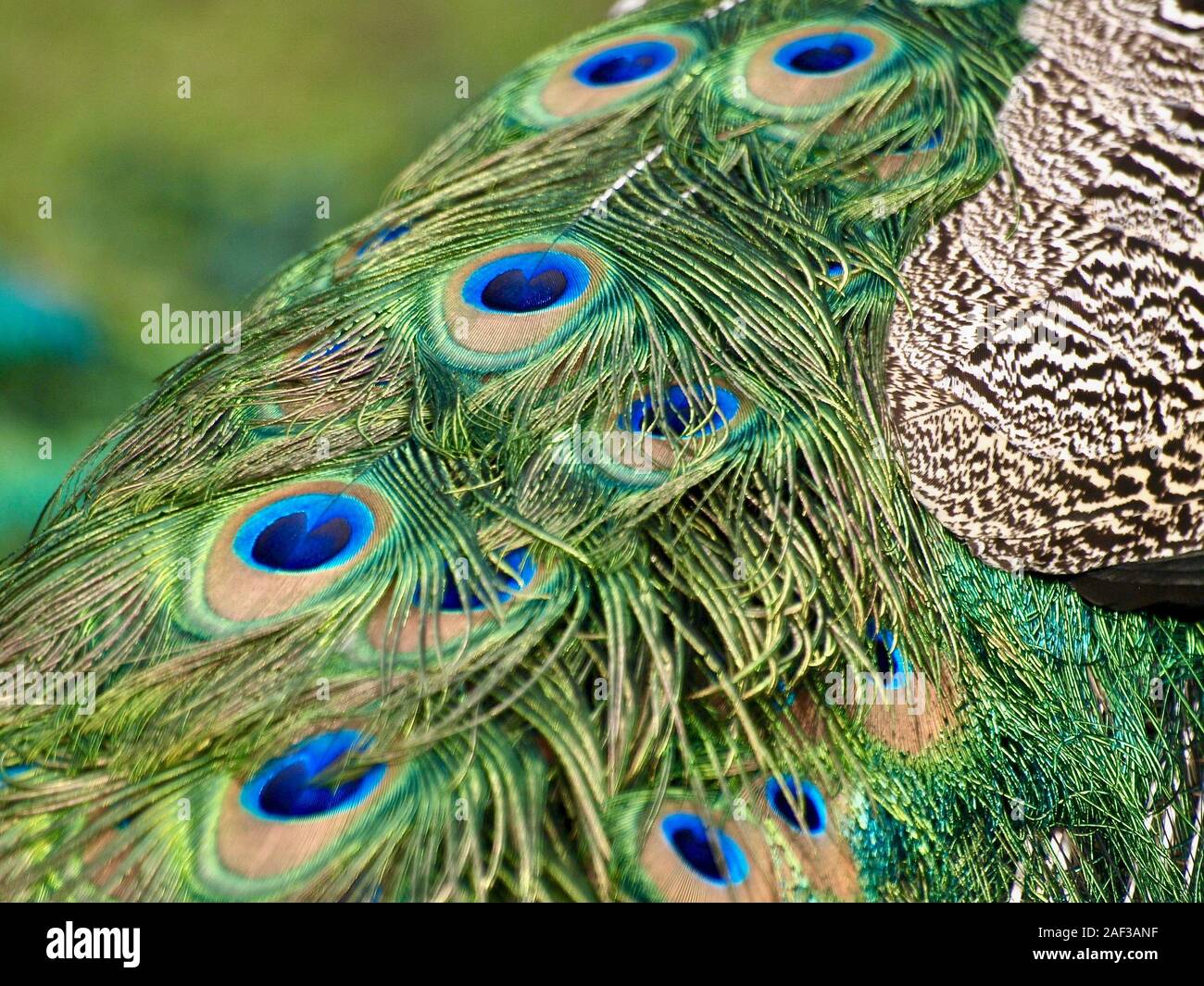 Fabelhafte Schwanz Von Vogel Fotos
