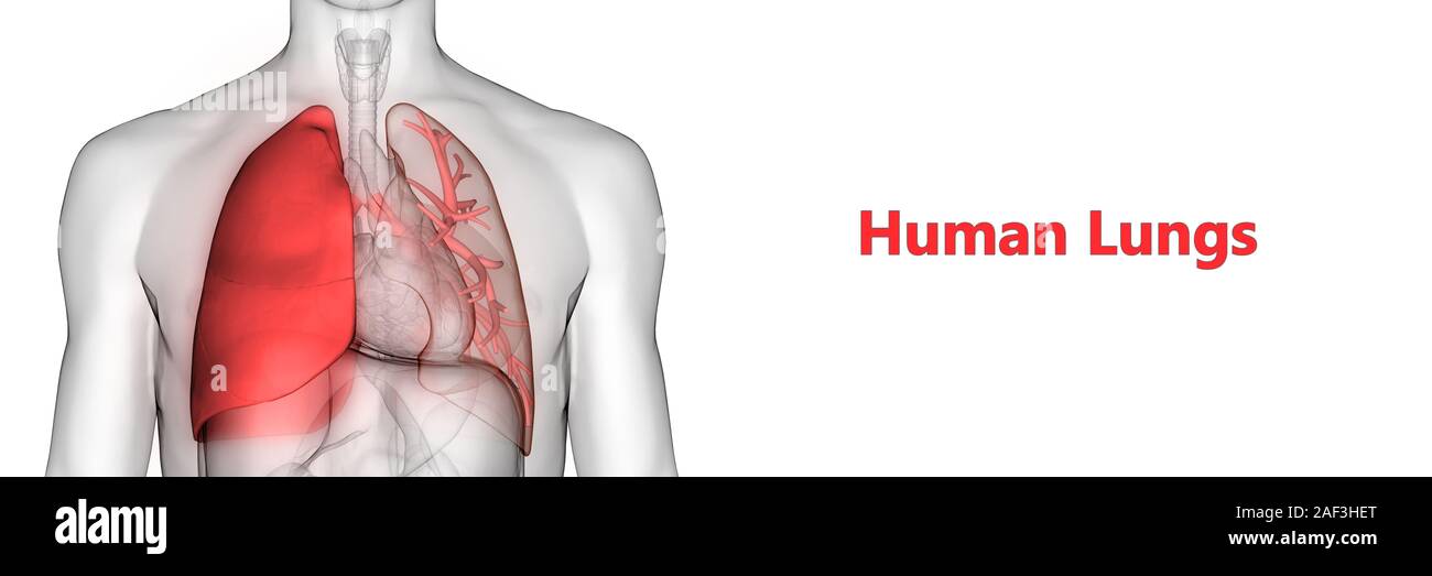 Menschliche Atmungssystem Lungen Anatomie Stockfotografie - Alamy