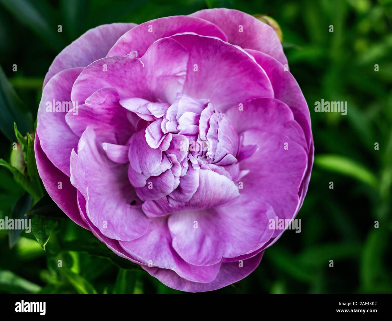 Rosen licht -Fotos und -Bildmaterial in hoher Auflösung – Alamy