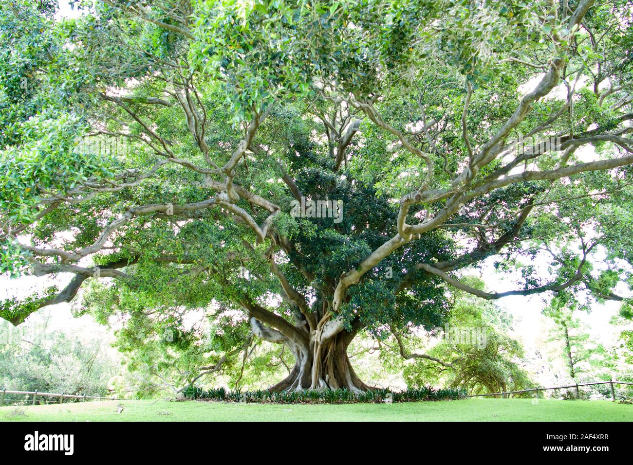 Australien Sydney Royal Botanic Gardens Stockfotos und -bilder Kaufen ...