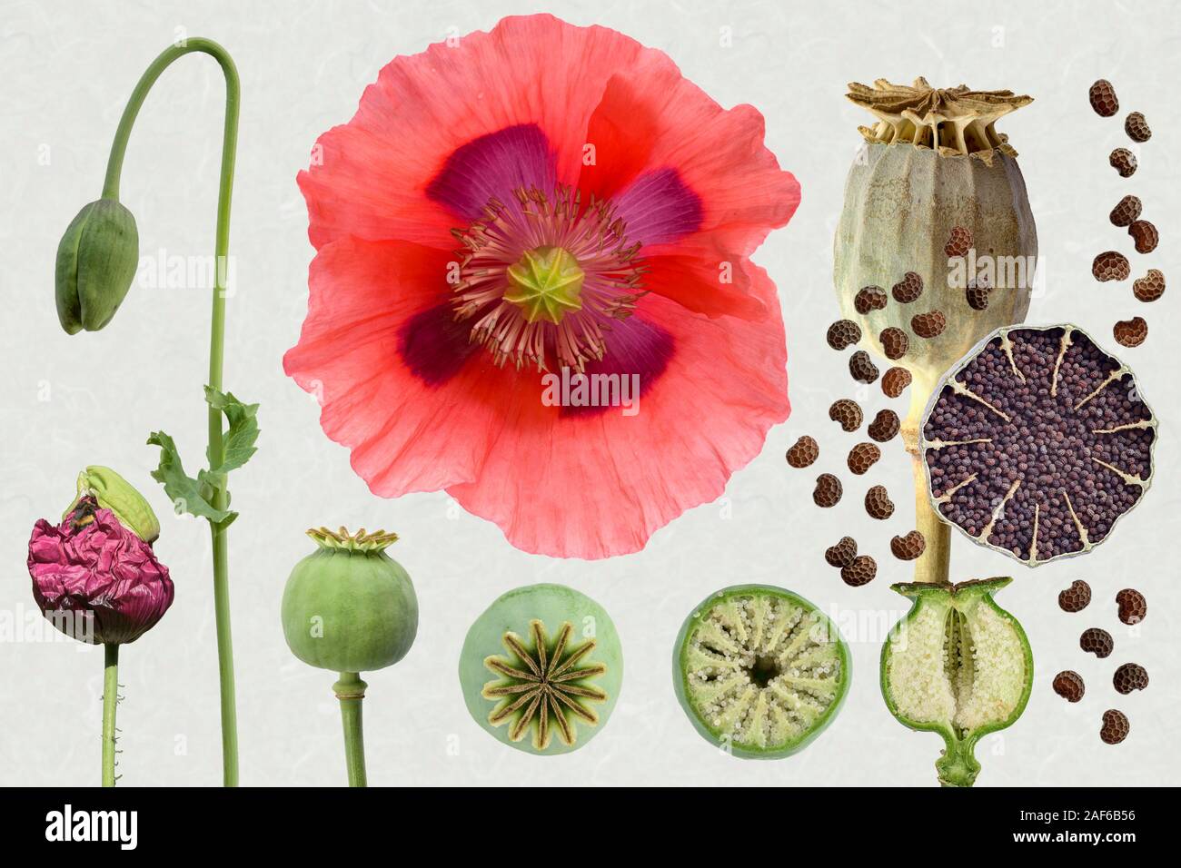 Schlafmohn (Papaver somniferum), Blüte, Knospe, Mohn- Kapsel, Saatgut ...