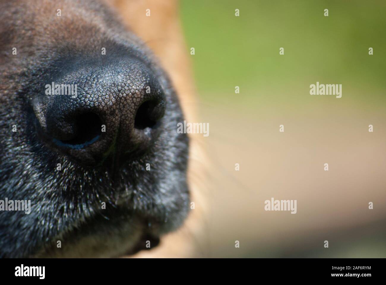 Der treue hund -Fotos und -Bildmaterial in hoher Auflösung – Alamy