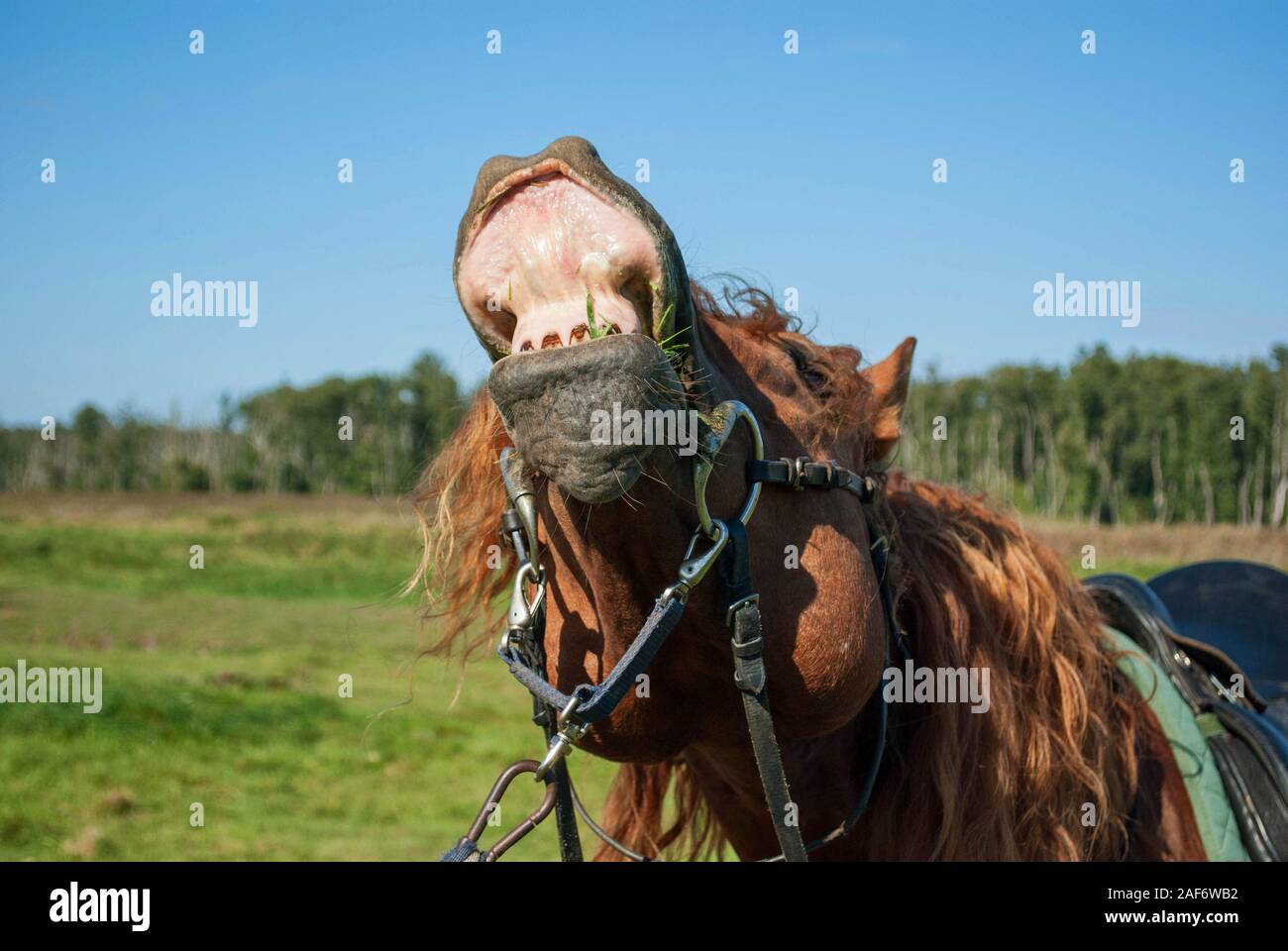 Herbst flugshow -Fotos und -Bildmaterial in hoher Auflösung – Alamy