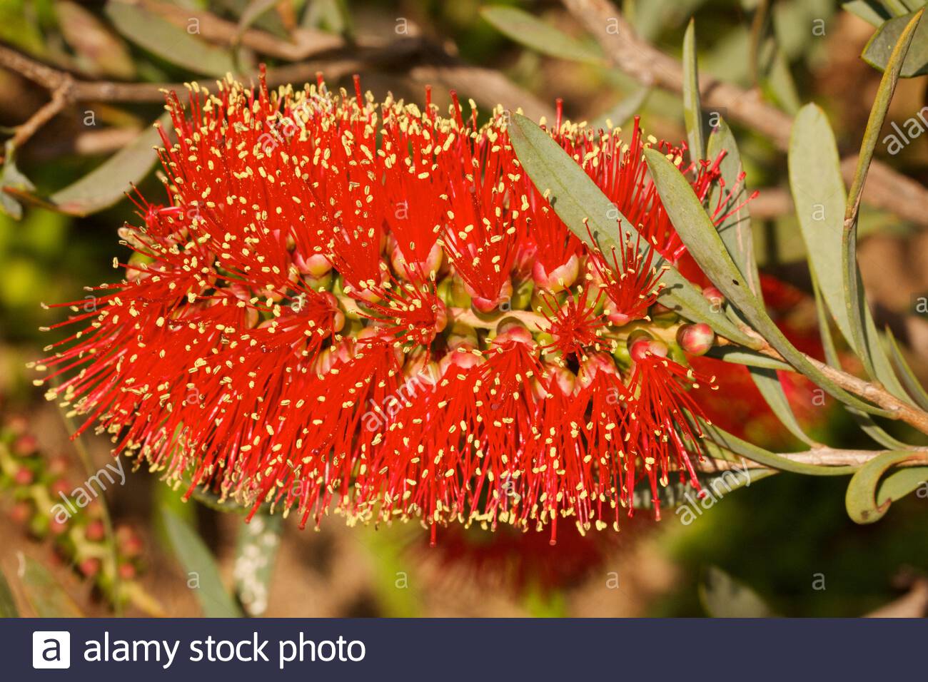 Yellow Bottlebrush Callistemon Sp Flower Stockfotos und -bilder Kaufen ...