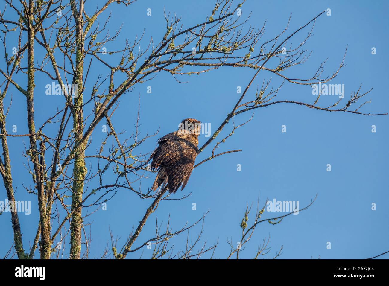 Nasse eule -Fotos und -Bildmaterial in hoher Auflösung – Alamy