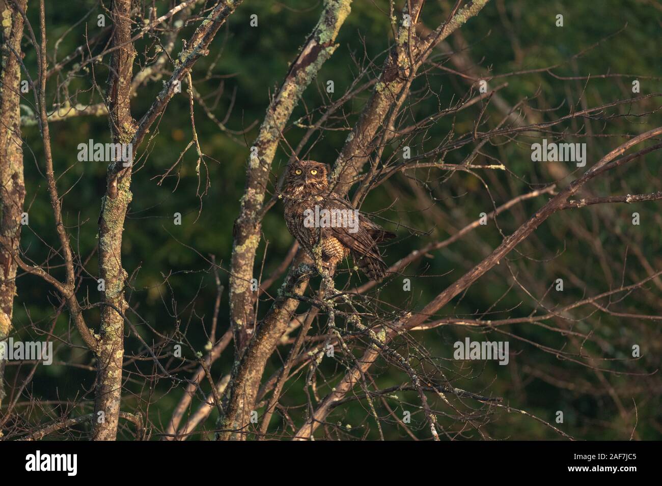 Nasse eule -Fotos und -Bildmaterial in hoher Auflösung – Alamy