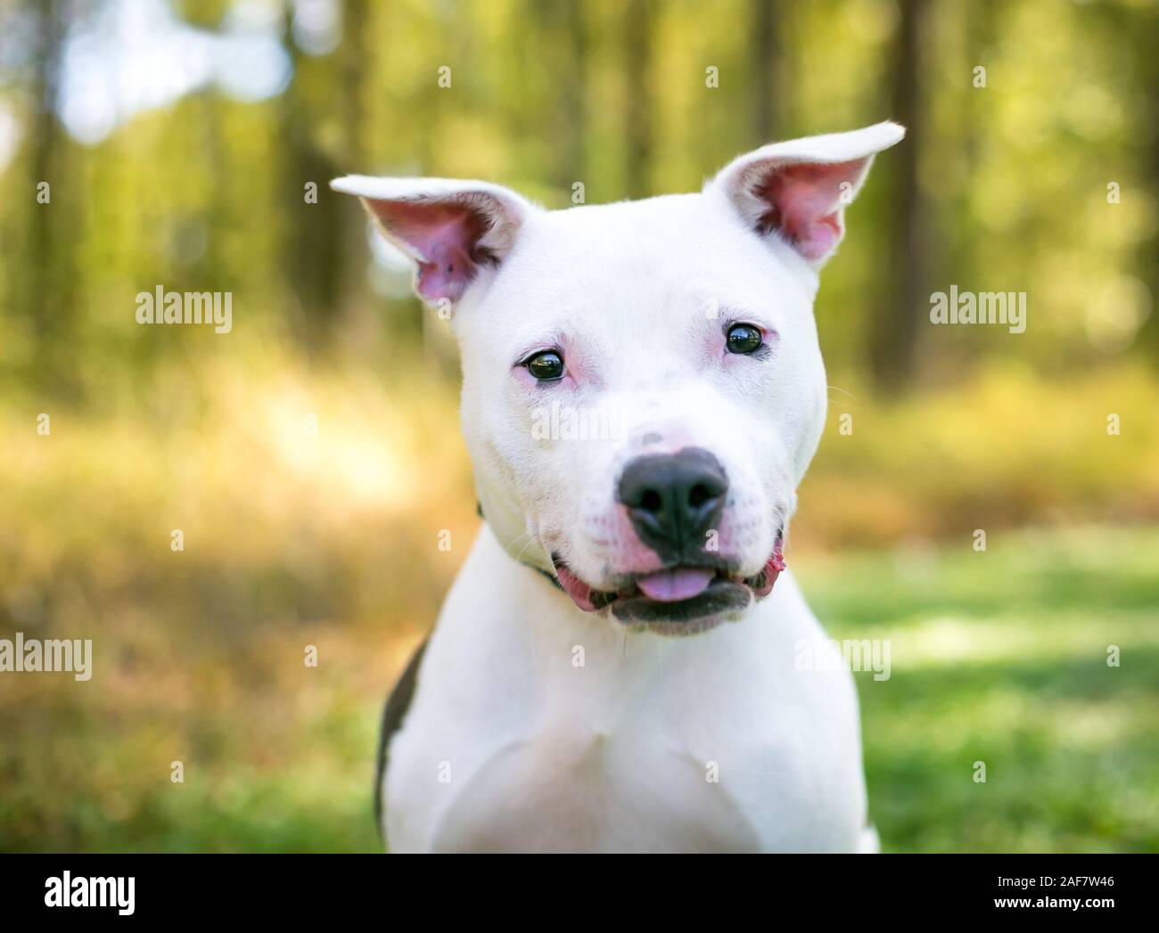 Freundliche Tiere Stockfotos und -bilder Kaufen - Alamy