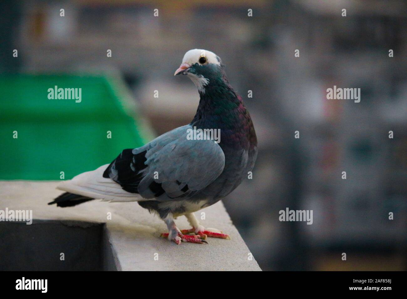 Baby taube -Fotos und -Bildmaterial in hoher Auflösung – Alamy