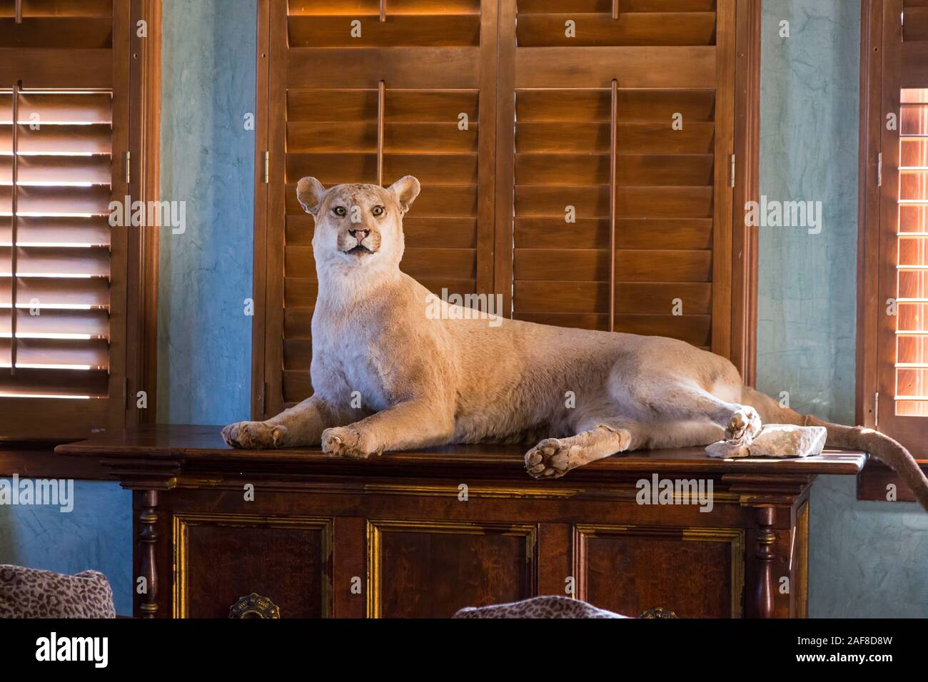 Texas wild lebende tiere -Fotos und -Bildmaterial in hoher Auflösung ...