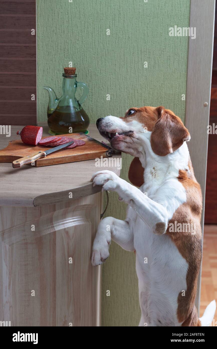 Beagle in der Küche. Hungrig Hund stiehlt Wurst aus der Tabelle ...