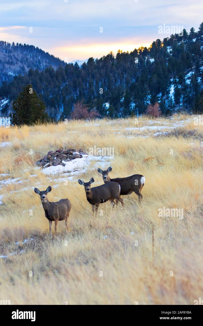 Rehe bei sonnenuntergang Stockfotos und -bilder Kaufen - Alamy
