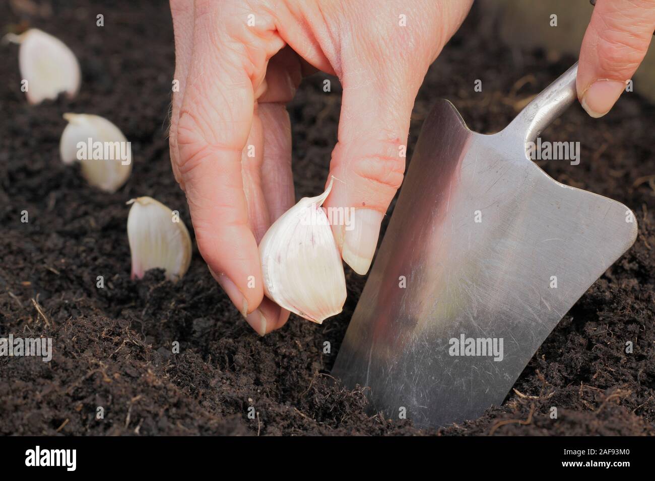 Lautrec wight knoblauch -Fotos und -Bildmaterial in hoher Auflösung – Alamy