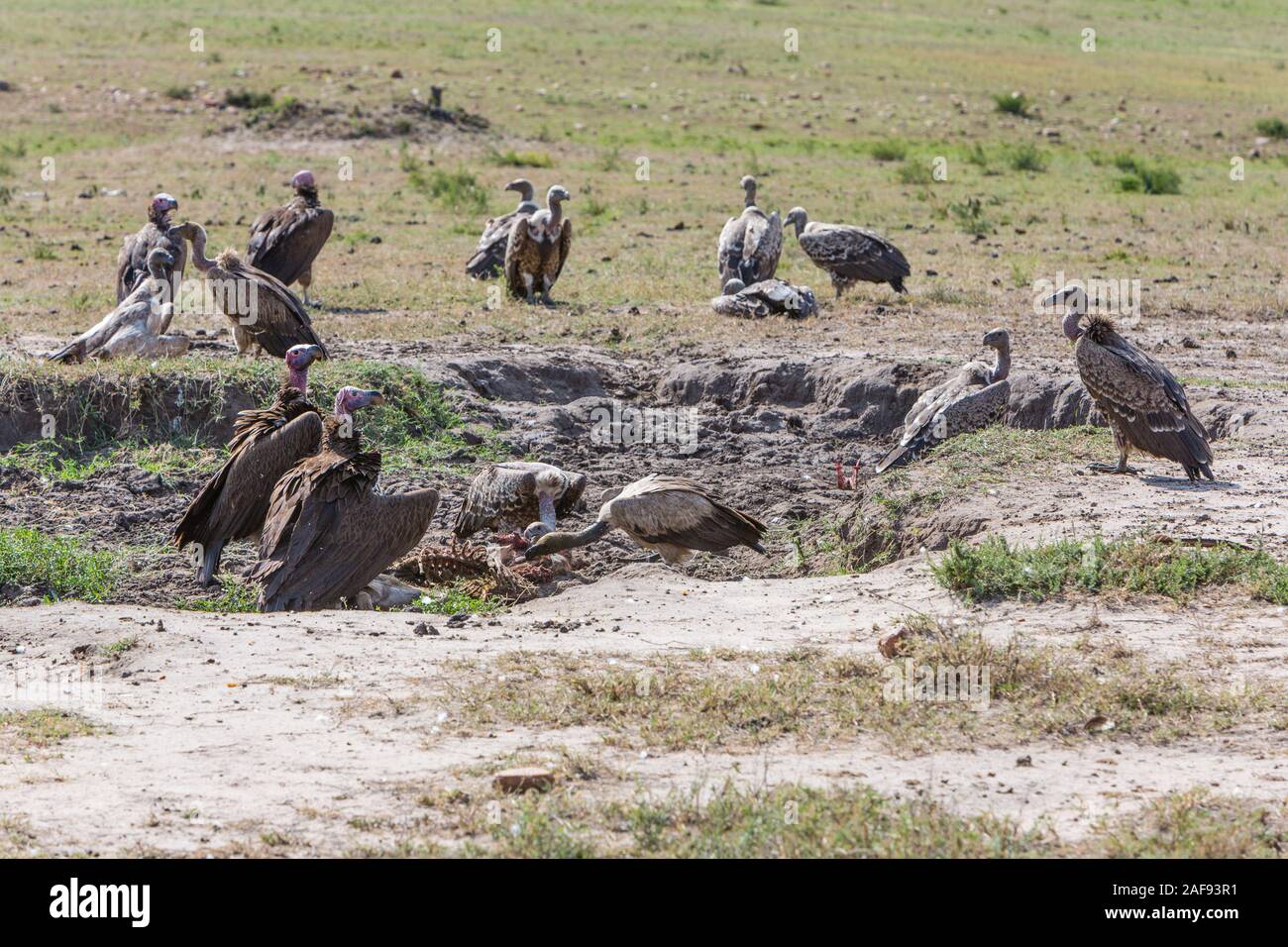 Serengeti geier -Fotos und -Bildmaterial in hoher Auflösung – Alamy