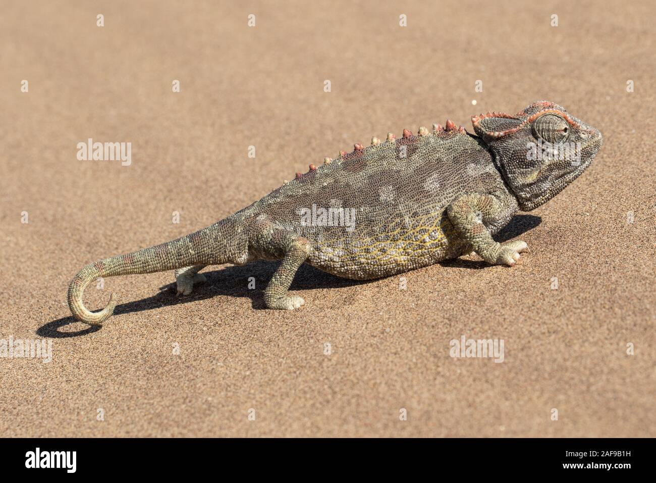 Namaqua chameleon -Fotos und -Bildmaterial in hoher Auflösung – Alamy