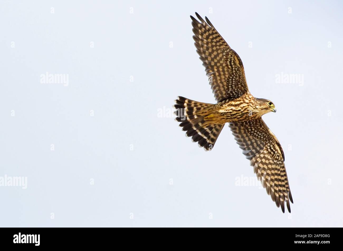 Merlin merlins falcon falcons -Fotos und -Bildmaterial in hoher ...