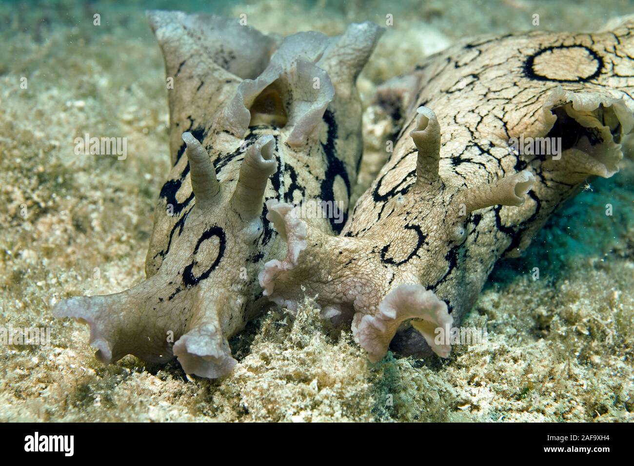 Geringelte seehasen -Fotos und -Bildmaterial in hoher Auflösung – Alamy