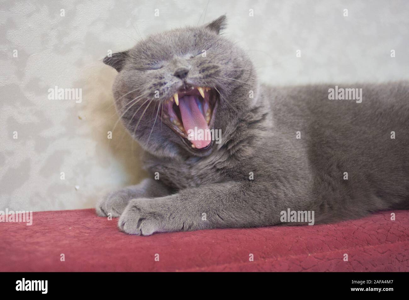 Mollige Katze Stockfotos und -bilder Kaufen - Alamy