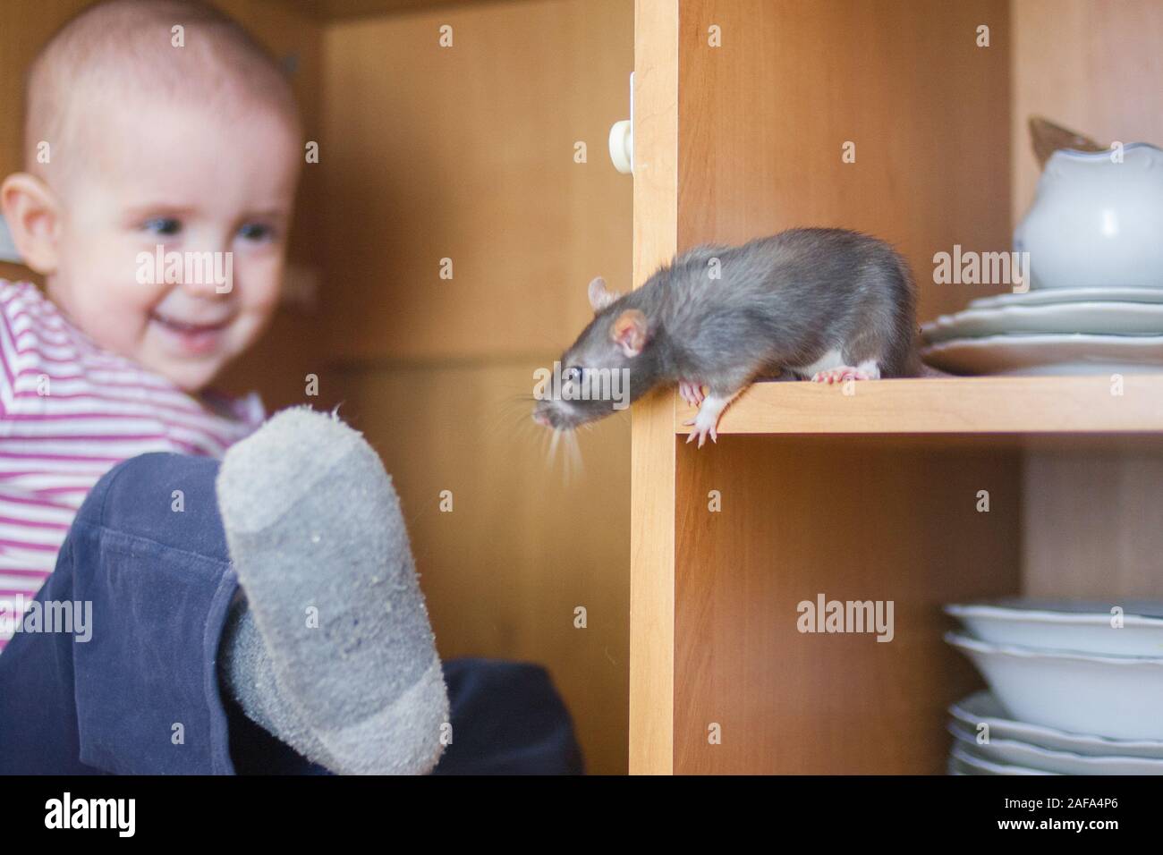 Die Ratte ist ein graues kleines Kind. Wissen der Welt. Interesse an ...