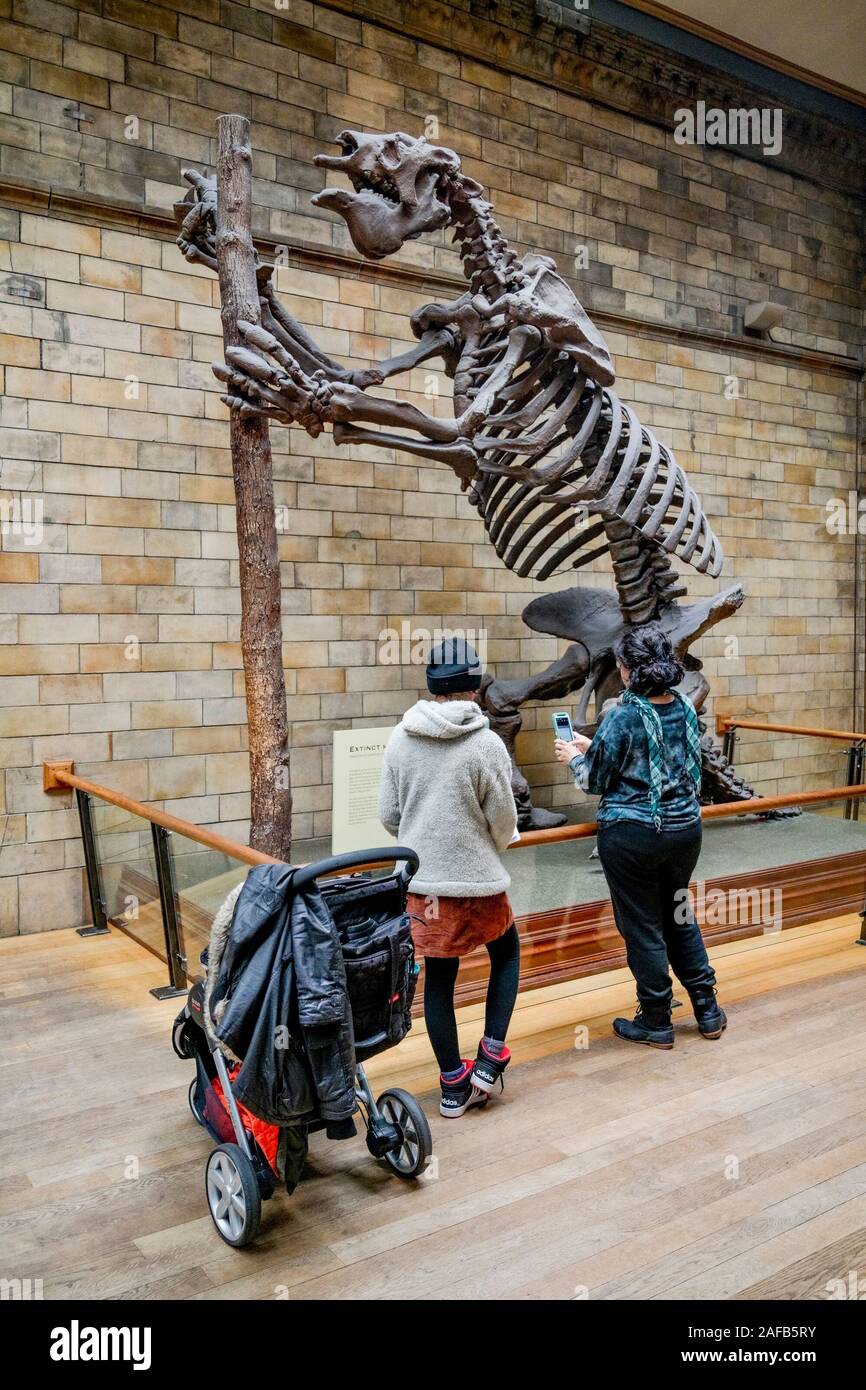 Giant ground sloth skeleton -Fotos und -Bildmaterial in hoher Auflösung ...