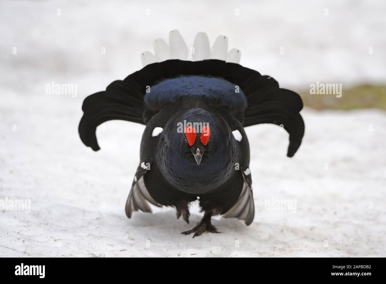 Tier tiere tierfoto -Fotos und -Bildmaterial in hoher Auflösung – Alamy