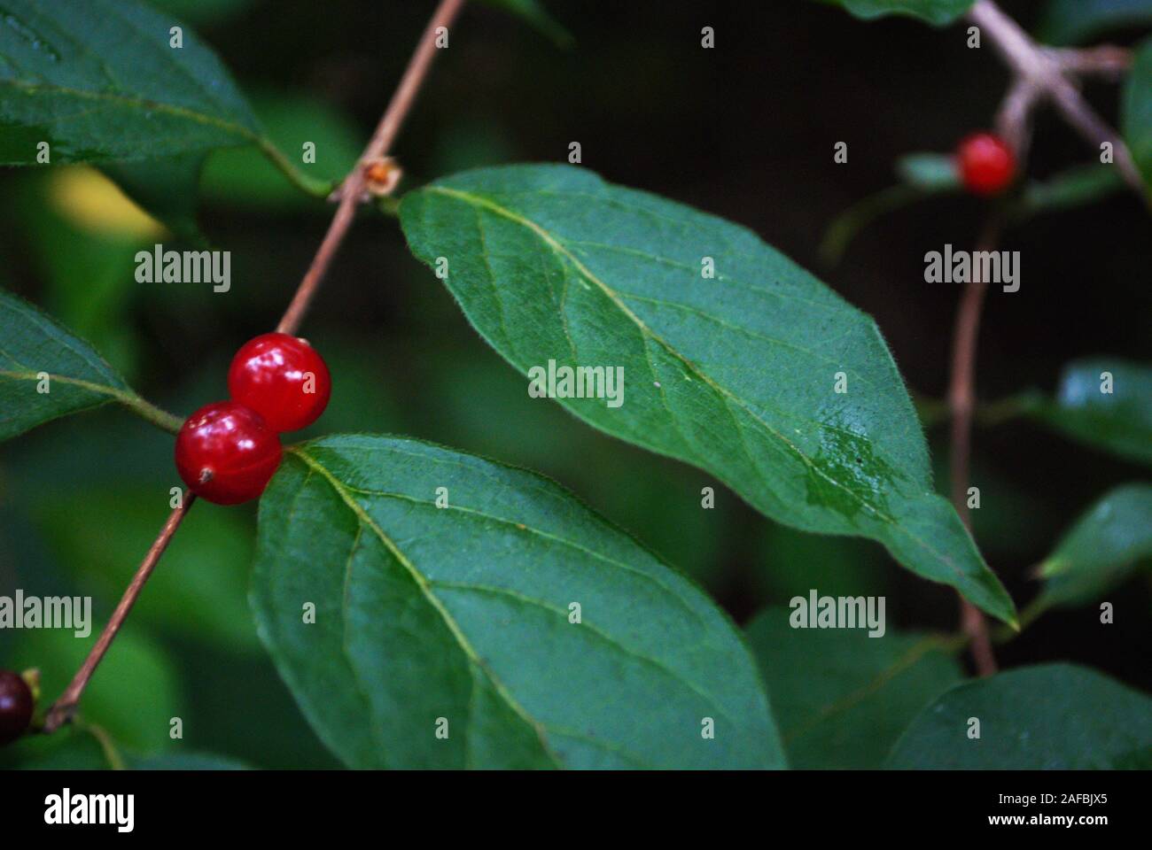 Rote beeren am strauch -Fotos und -Bildmaterial in hoher Auflösung – Alamy