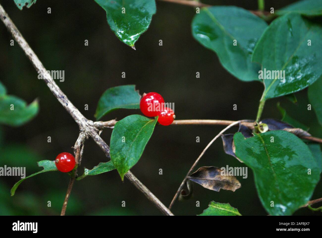 Rote beeren am strauch -Fotos und -Bildmaterial in hoher Auflösung – Alamy