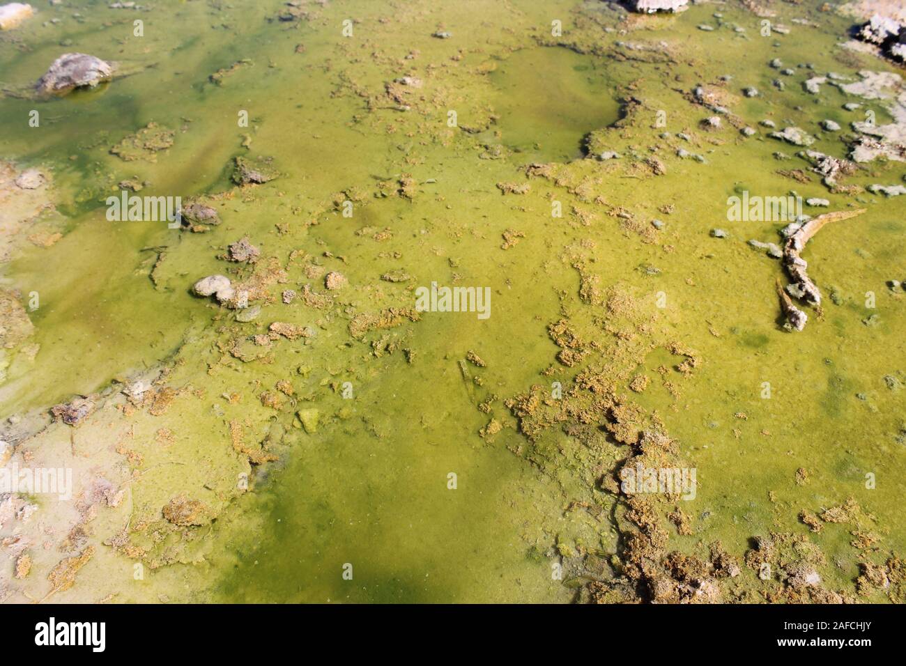 Desert moss -Fotos und -Bildmaterial in hoher Auflösung – Alamy