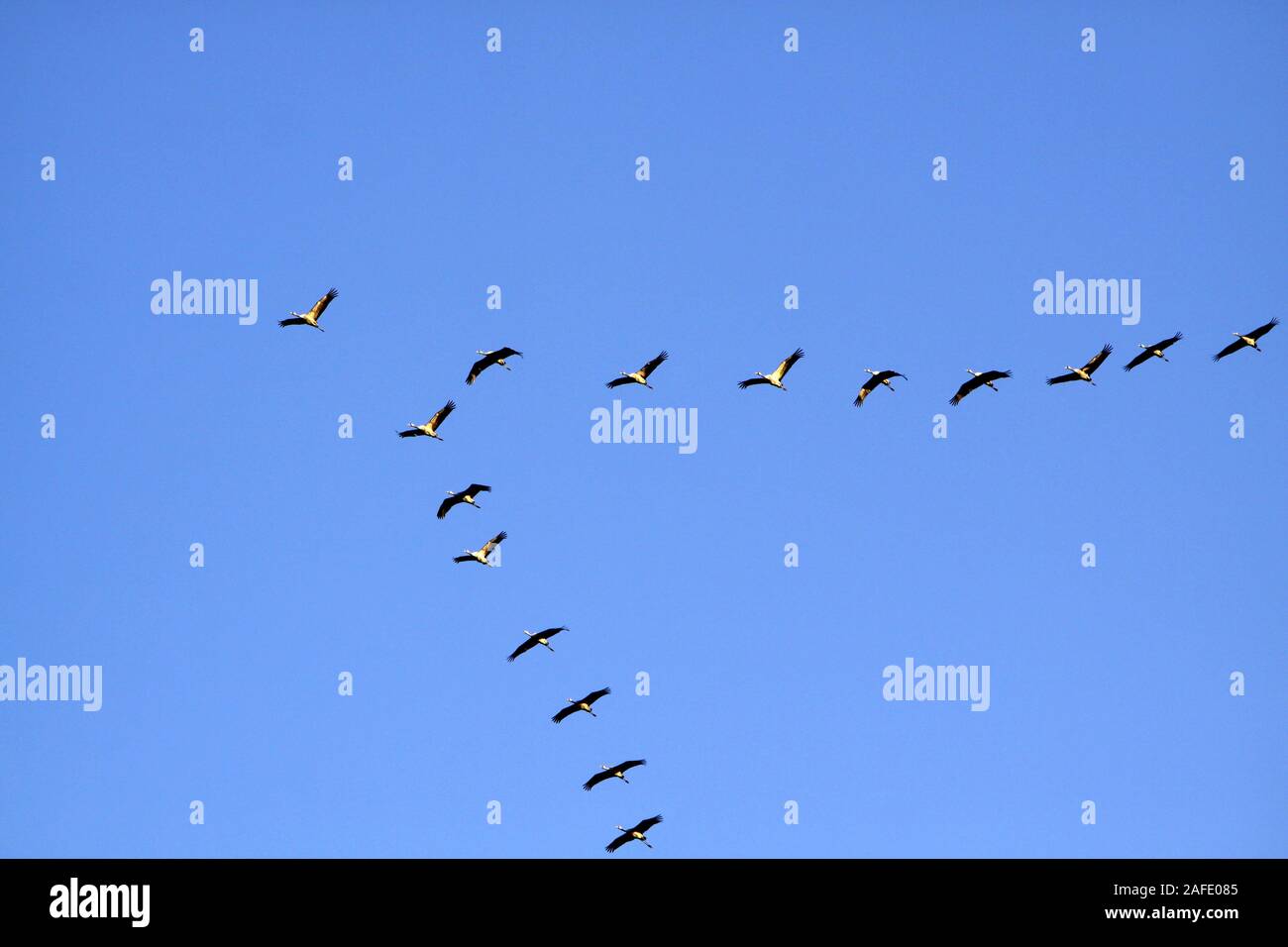 Kranichzug, Vogelzug, blauer Himmel, Keilformation Stockfotografie - Alamy