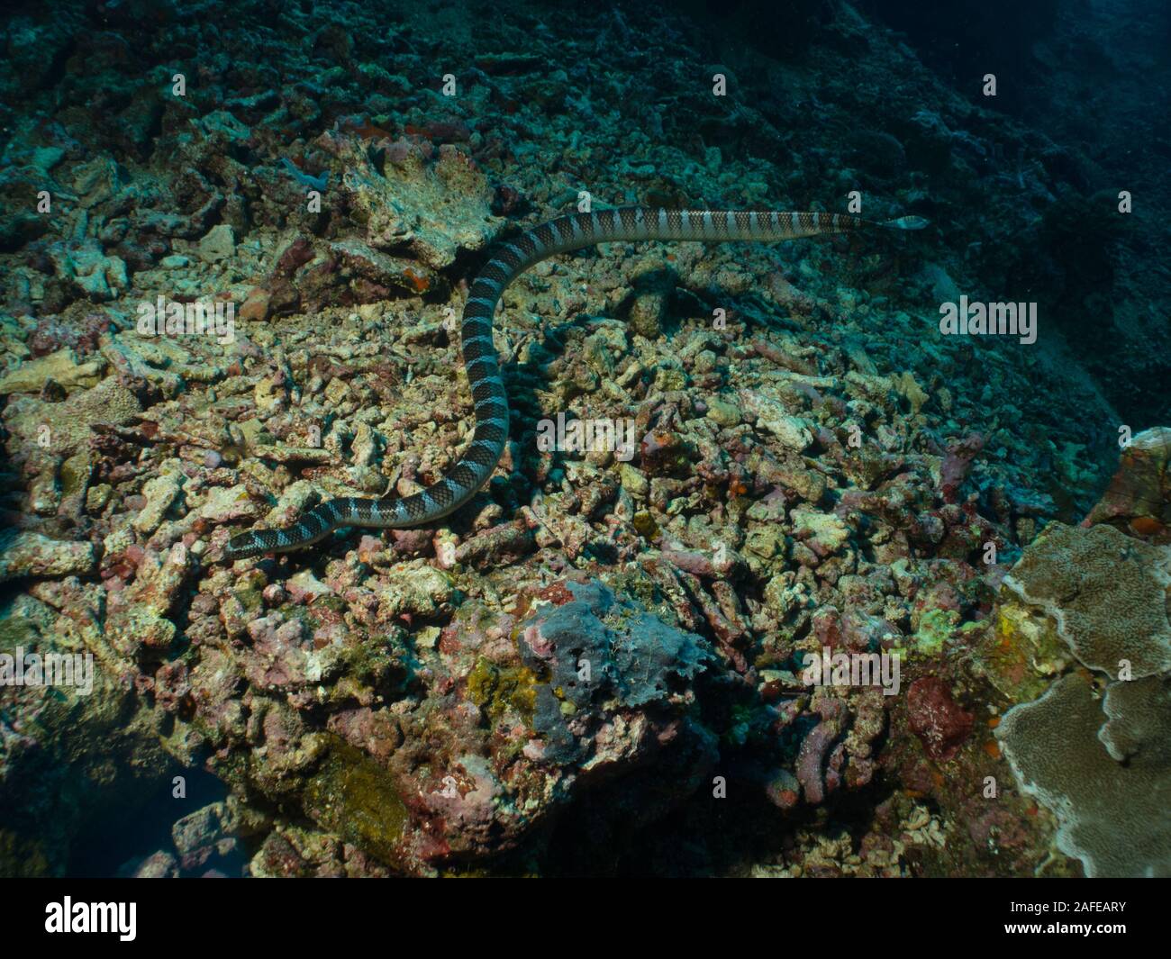 Banda sea -Fotos und -Bildmaterial in hoher Auflösung – Alamy