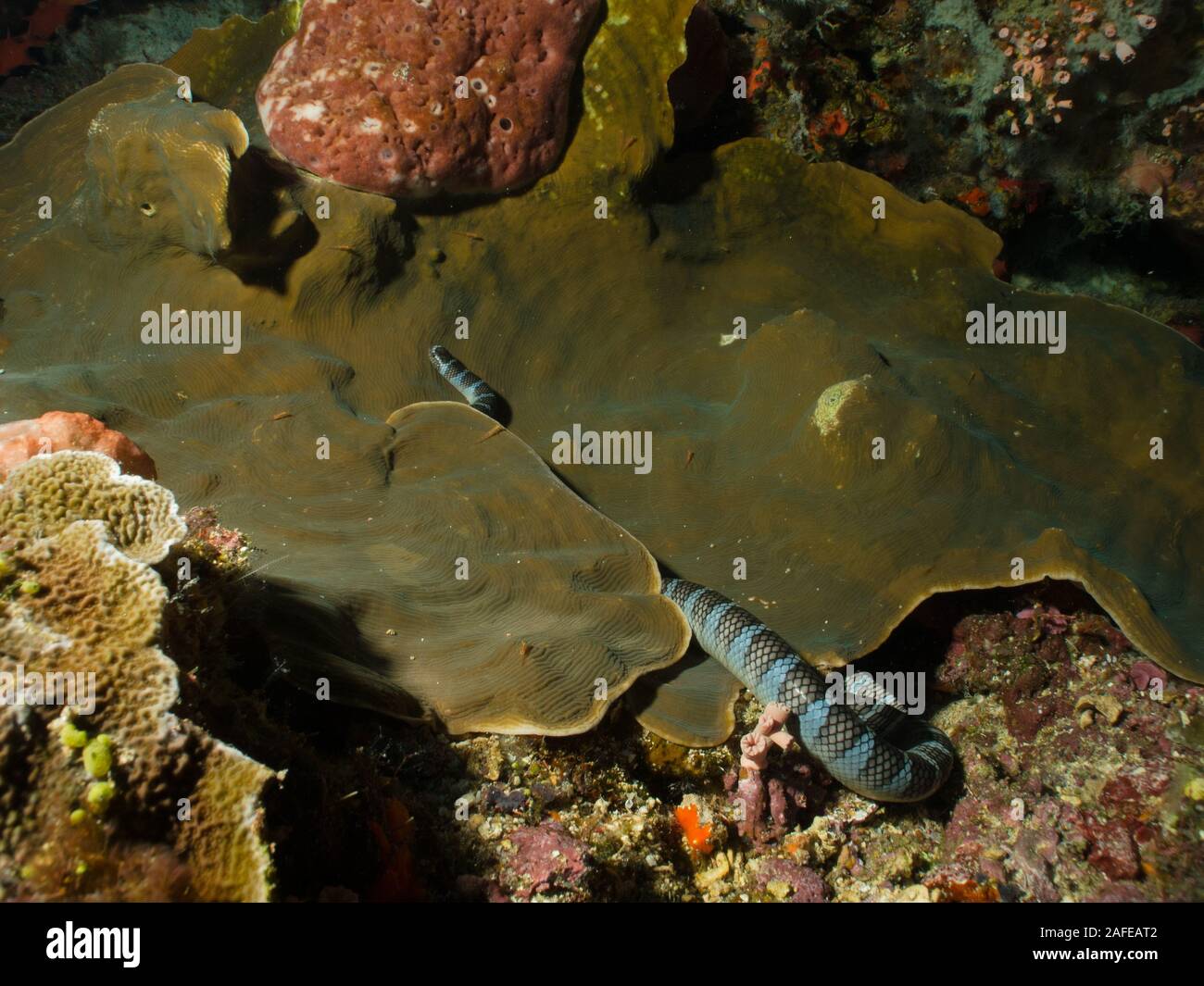 Banda sea -Fotos und -Bildmaterial in hoher Auflösung – Alamy