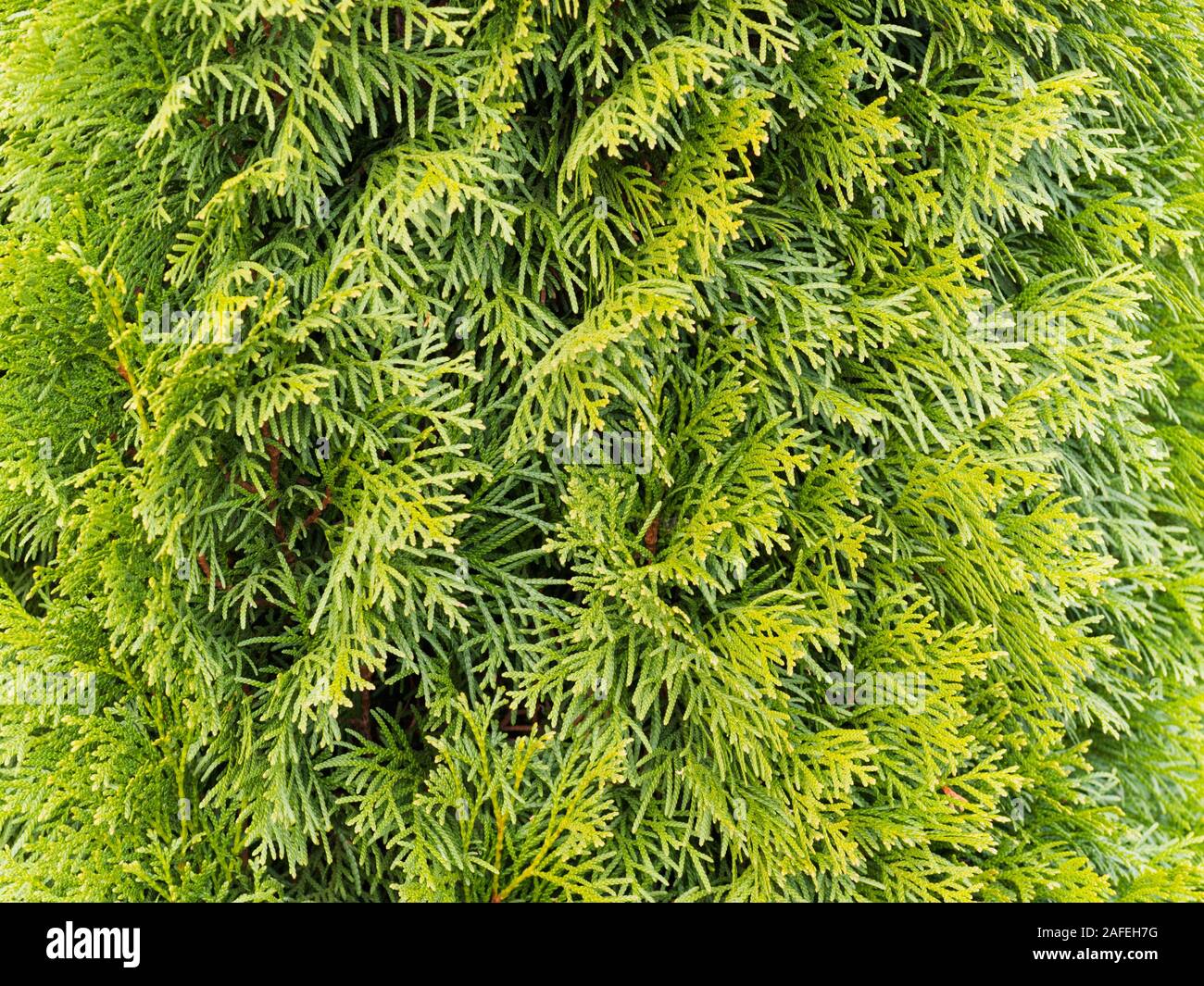 Grüne thuja -Fotos und -Bildmaterial in hoher Auflösung – Alamy