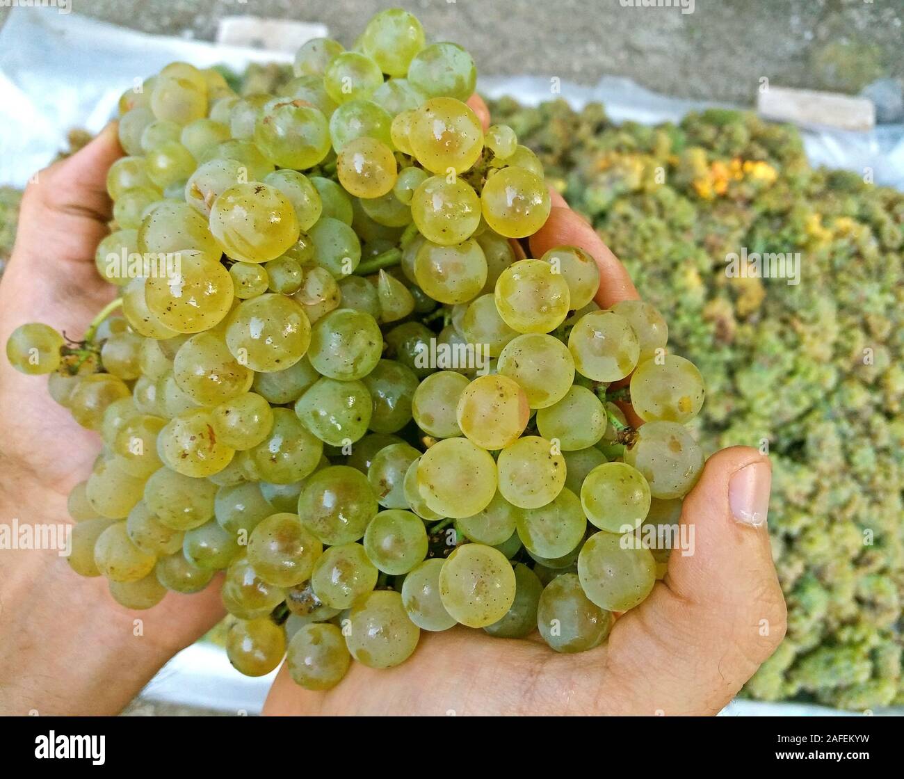 Ein paar trauben -Fotos und -Bildmaterial in hoher Auflösung – Alamy