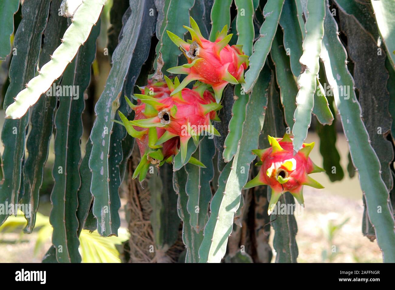 Drachenfrucht bauernhof -Fotos und -Bildmaterial in hoher Auflösung – Alamy