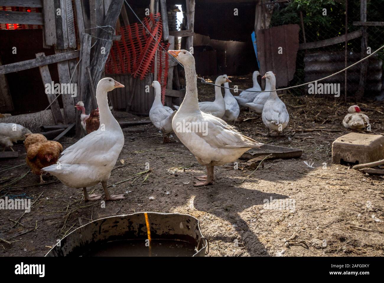 Bilder von Gänse, Weiß und Grau, gehören zur Familie der Hausgans, in ...