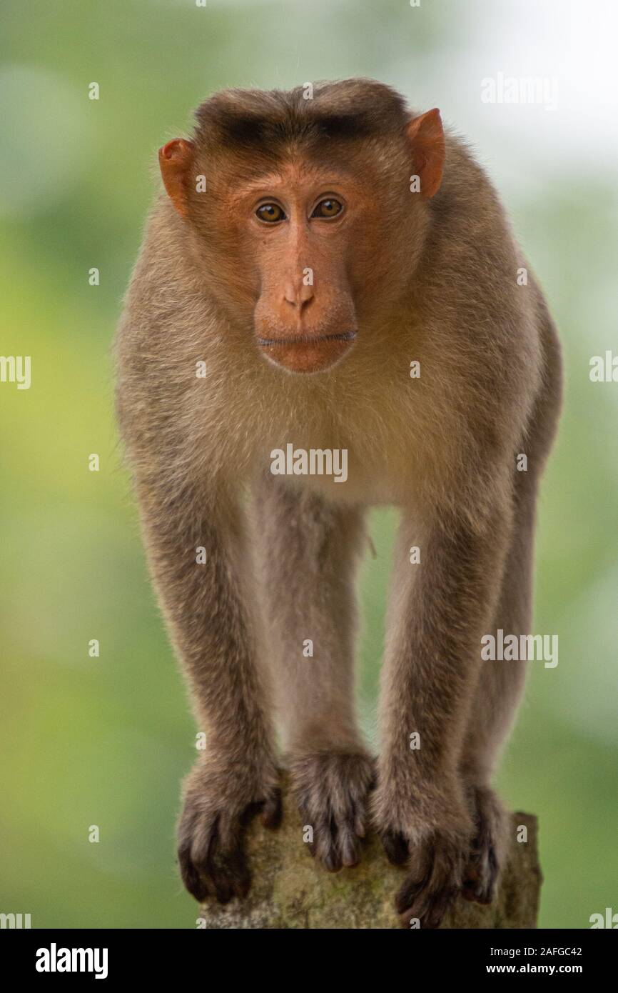 Mandagadde vogelschutzgebiet -Fotos und -Bildmaterial in hoher ...