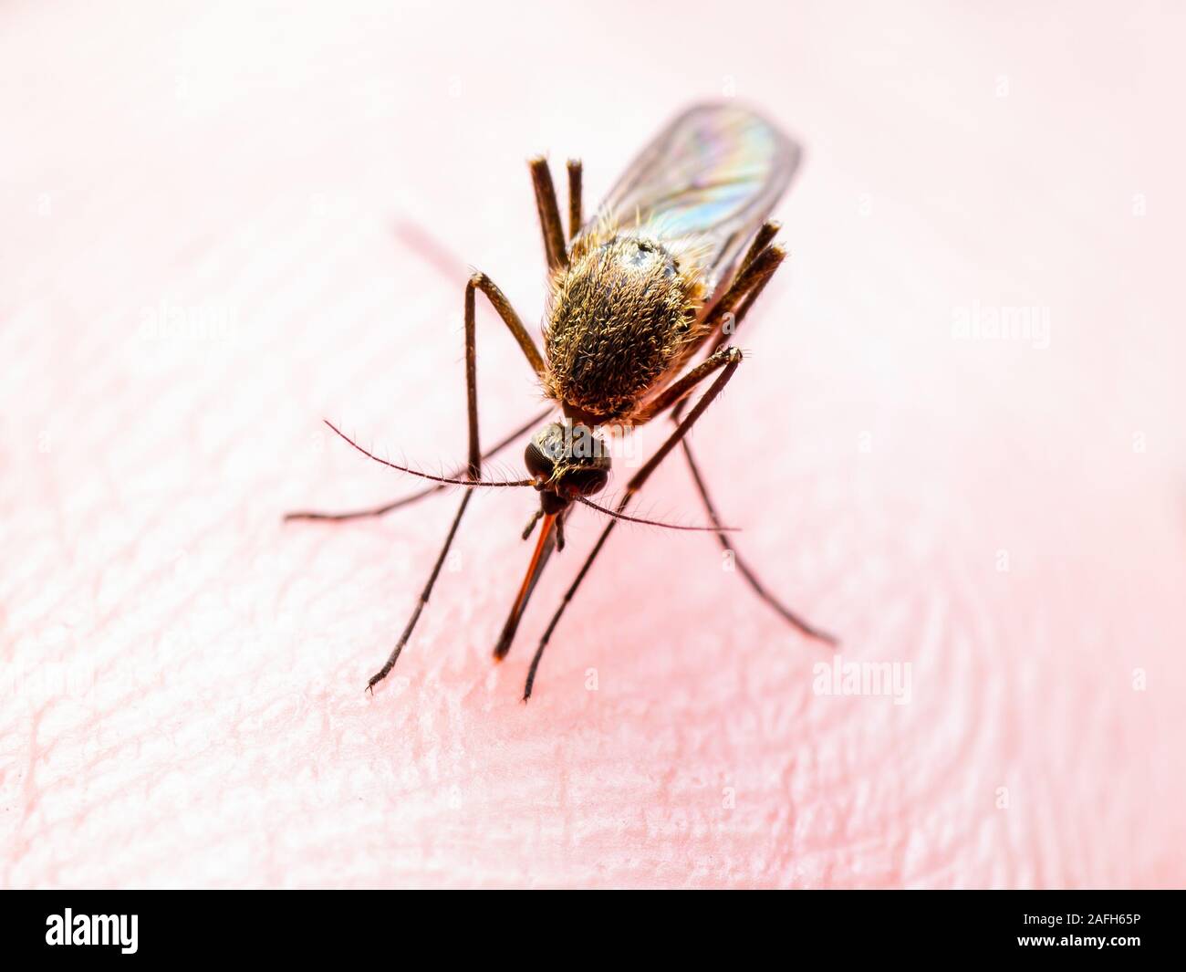 Enzephalitis, Gelbfieber, Malaria, Krankheit oder Zika Virus infiziert ...