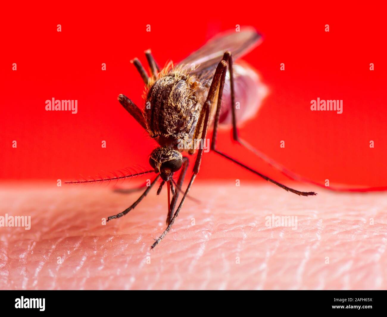 Enzephalitis, Gelbfieber, Malaria, Krankheit oder Zika Virus infiziert ...