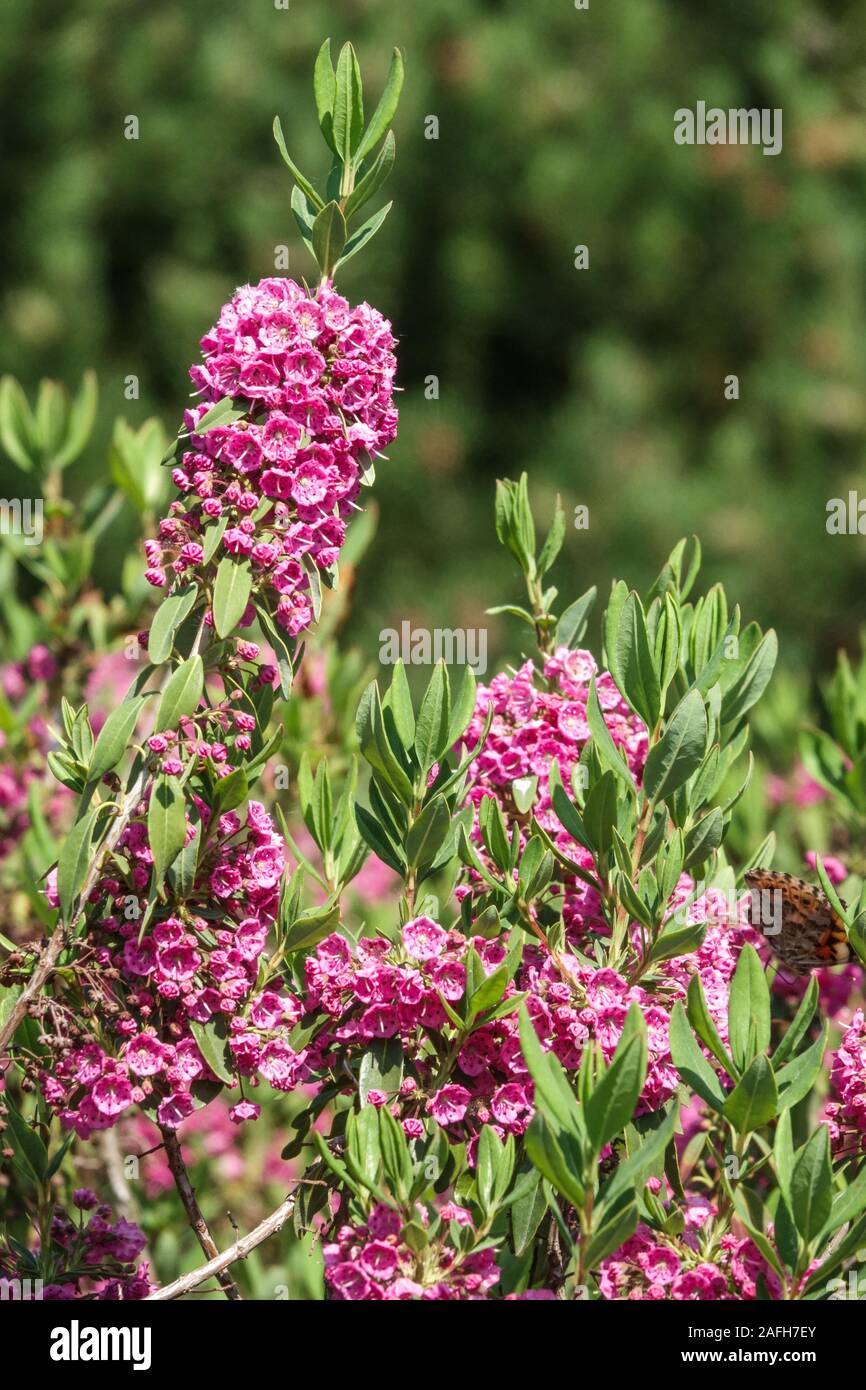 Kalmia angustifolia rubra -Fotos und -Bildmaterial in hoher Auflösung ...