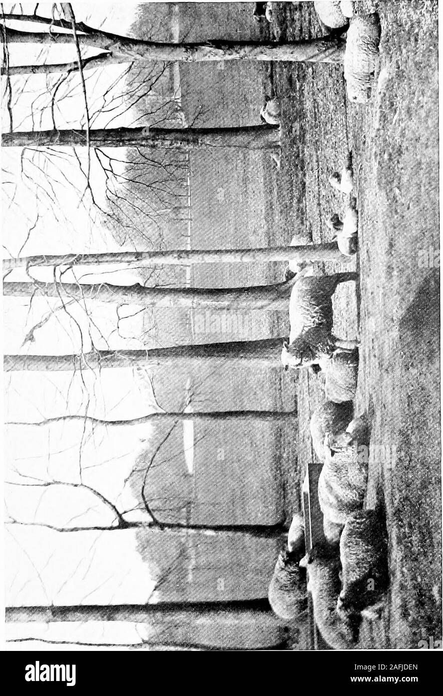 Dumme kreaturen -Fotos und -Bildmaterial in hoher Auflösung – Alamy