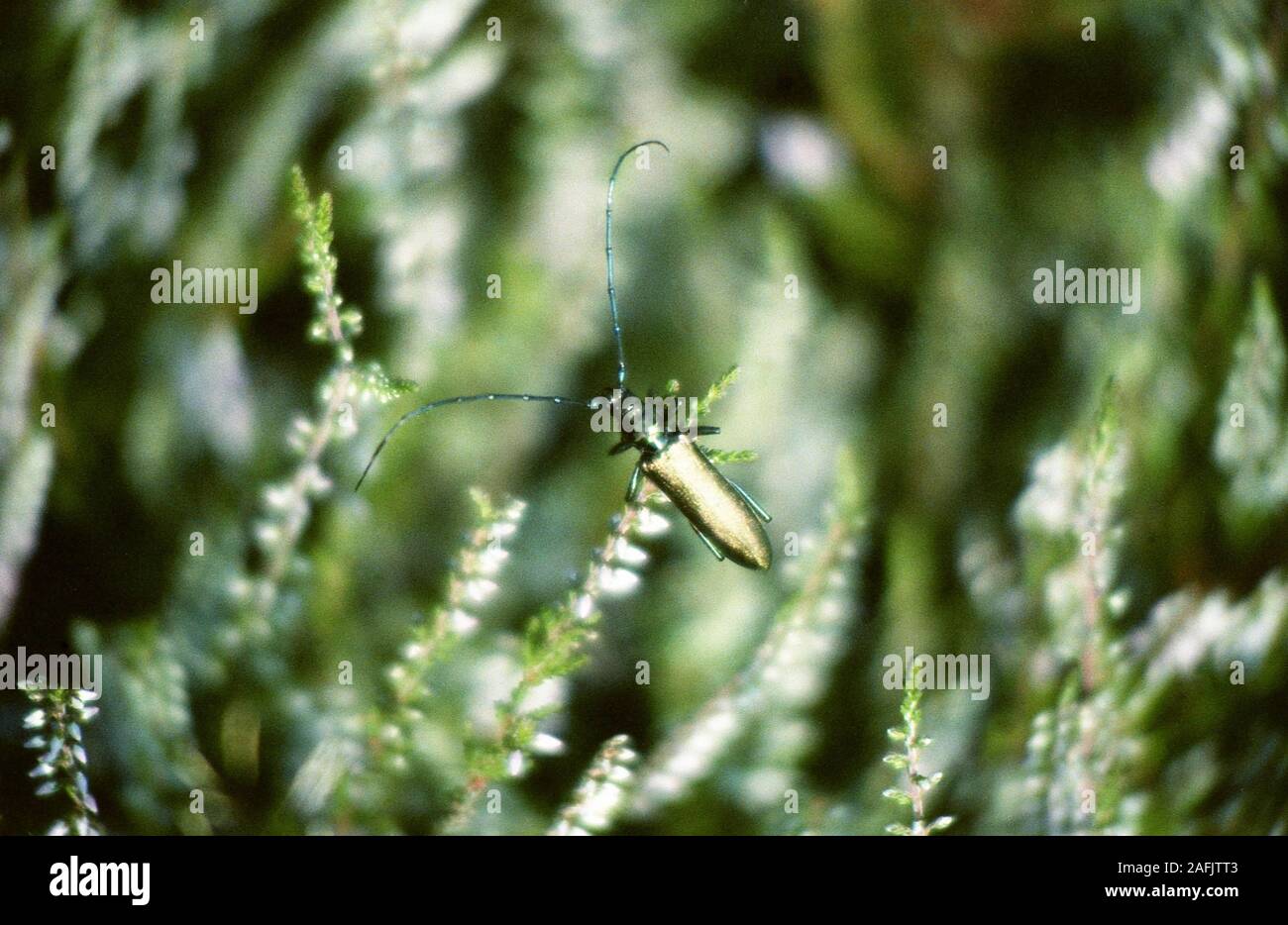 Southern bug -Fotos und -Bildmaterial in hoher Auflösung – Alamy